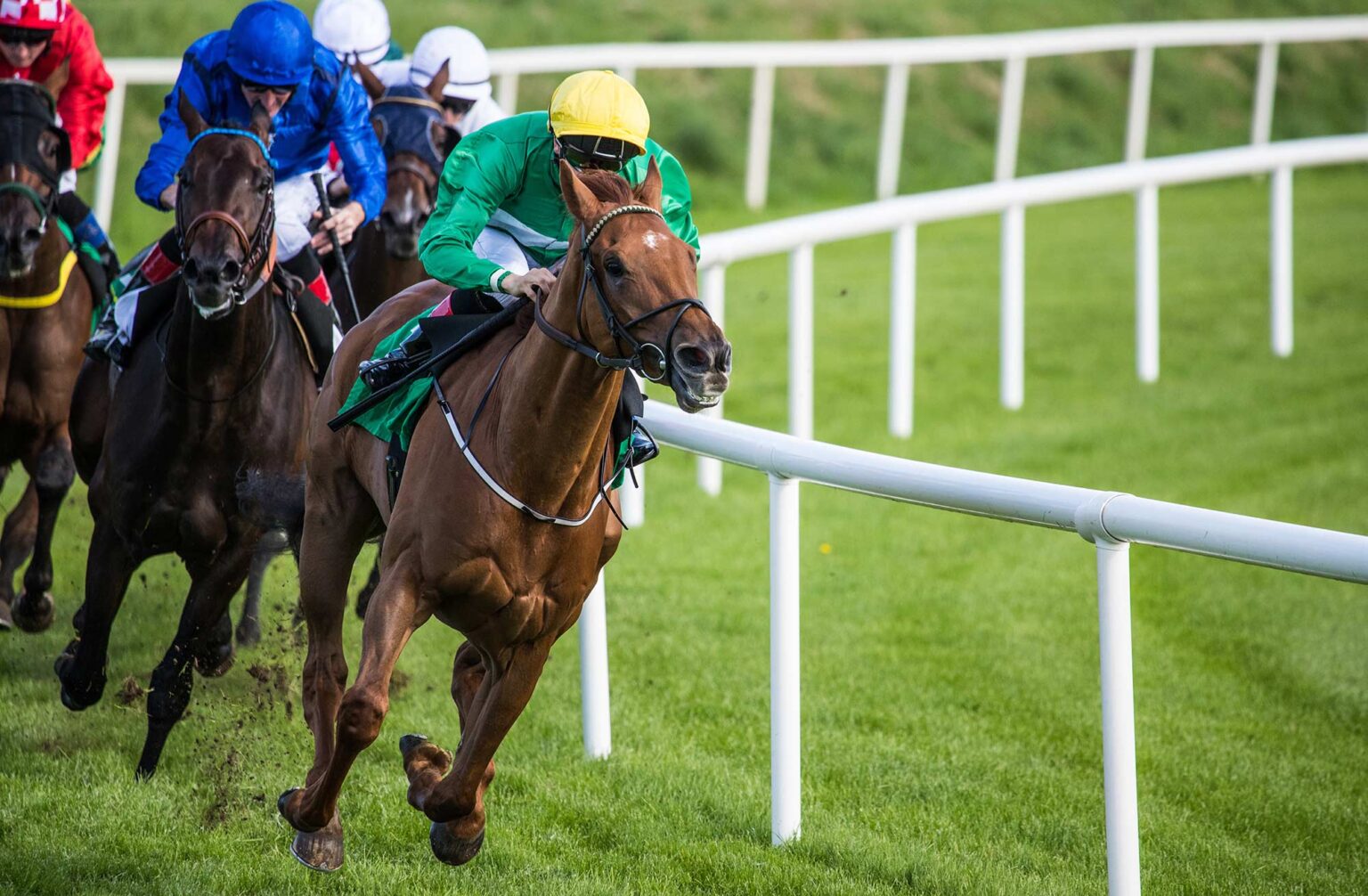 About Professional Horse Racing Tips | About Elite Racing